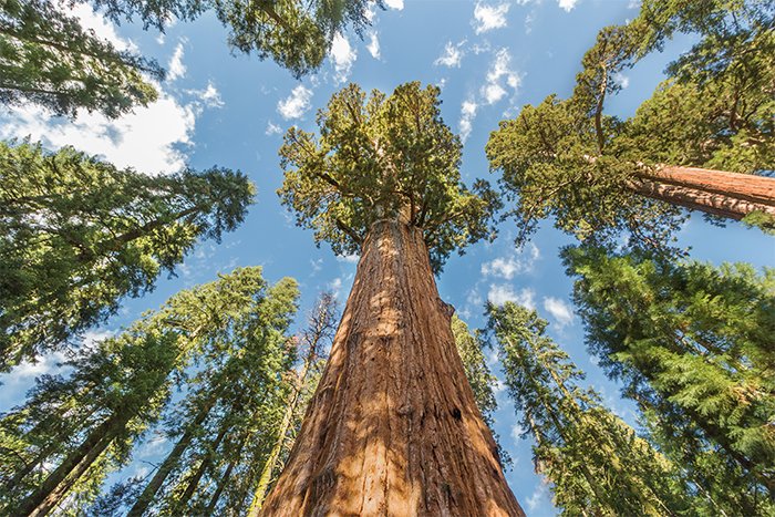 10 record-breaking trees: the tallest in the world